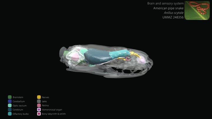 Michigan Herpetology (UMMZ) (@michiganherpetology) - Sketchfab