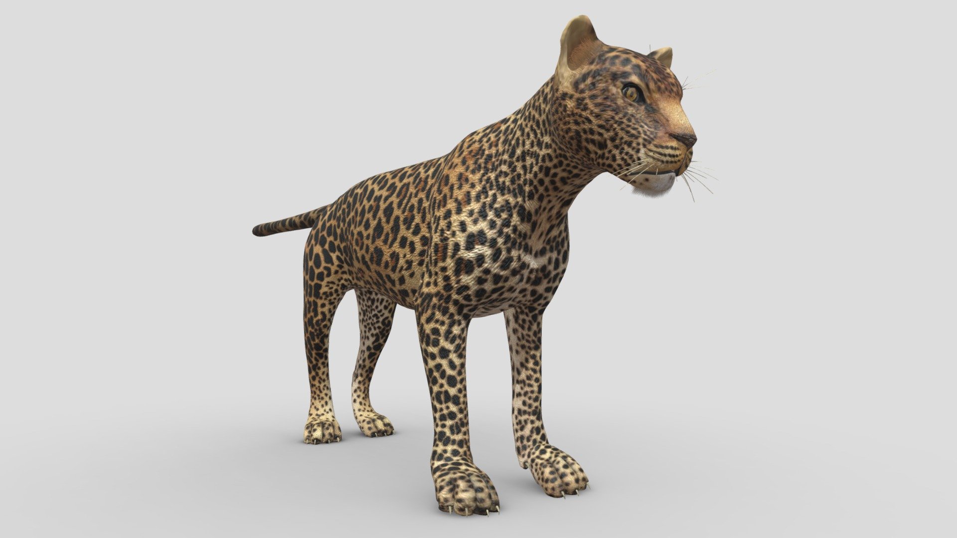 Leopard - 3D model by 1225659838@qq.com (@Novaky) [9e94cd5] - Sketchfab
