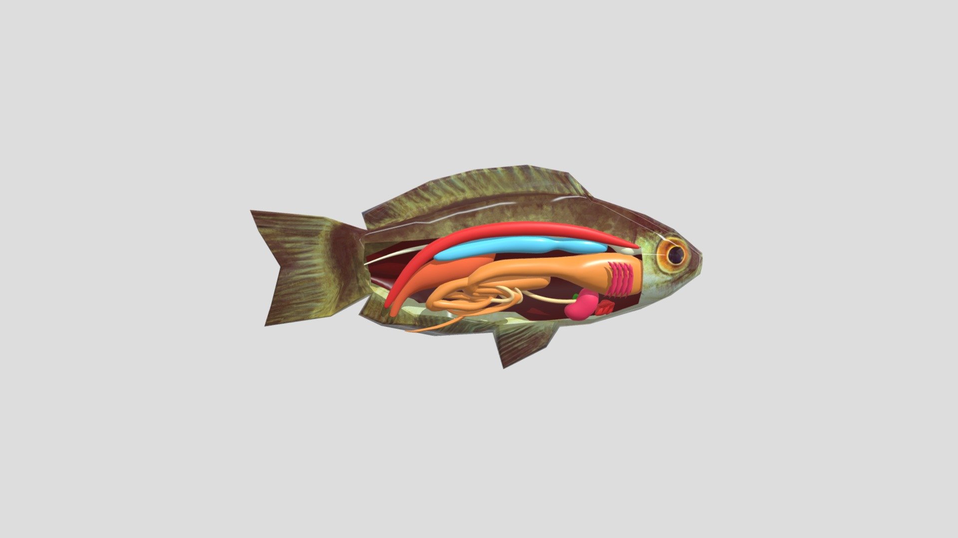 Osteichthyes - Download Free 3D model by Davyd.Silva [9e9a0f9] - Sketchfab