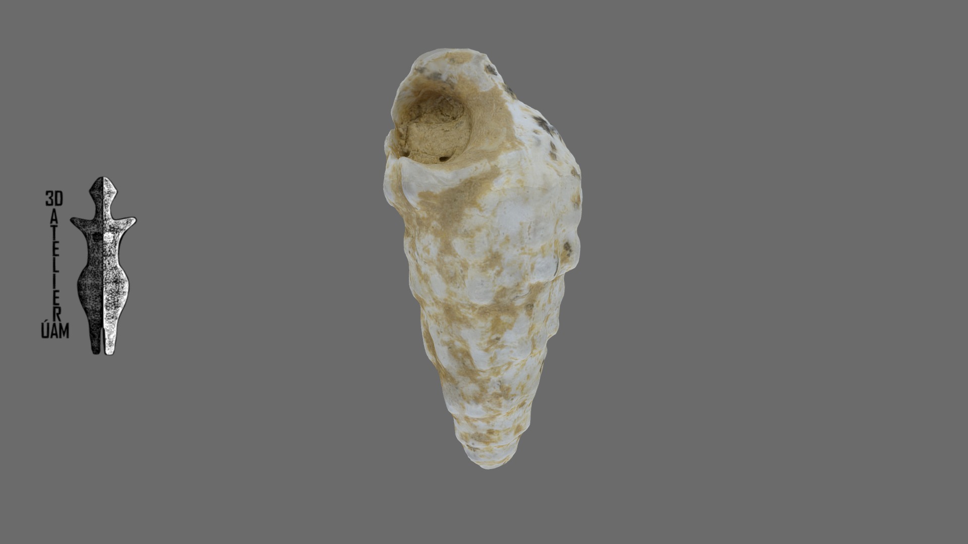 Shell Artefact - 3D model by 3D atelier ÚAM (@vojtanosek) [9e9f7a6 ...