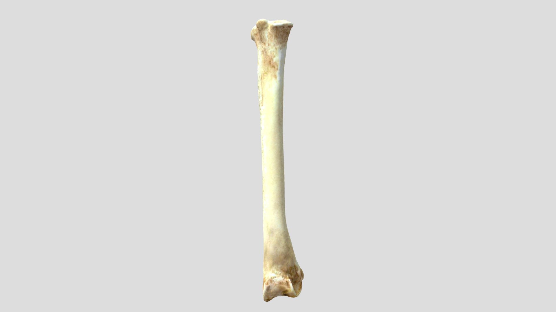 Turkey Tibiotarsus Left (VCU_3D_4073) - Download Free 3D model by ...