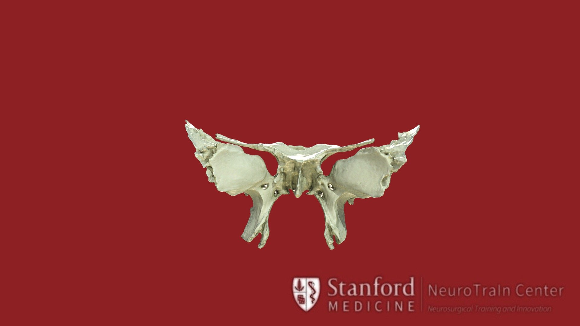 Sphenoid Bone - 3D model by vv (@verav) [9ea2696] - Sketchfab