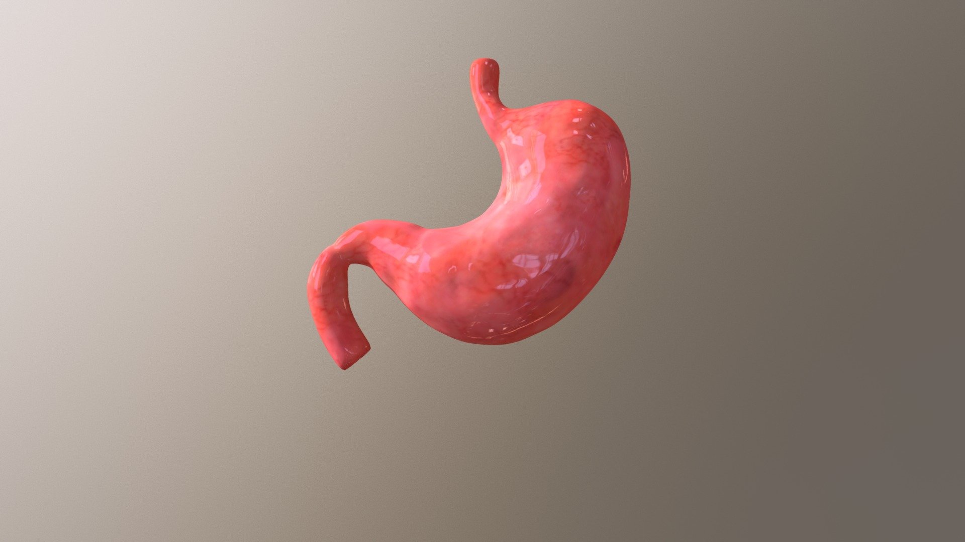 Human stomach - 3D model by Mho16001 [9ea2dda] - Sketchfab