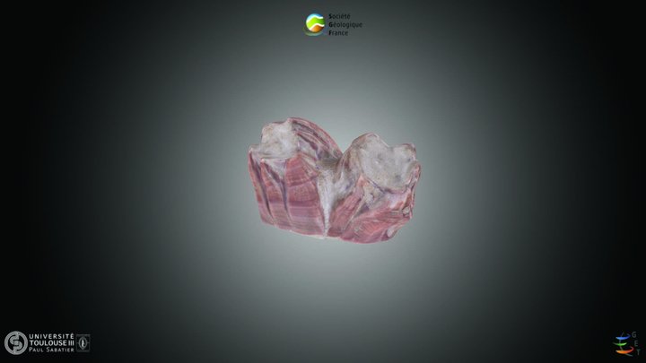 Cirripedia 3D models - Sketchfab