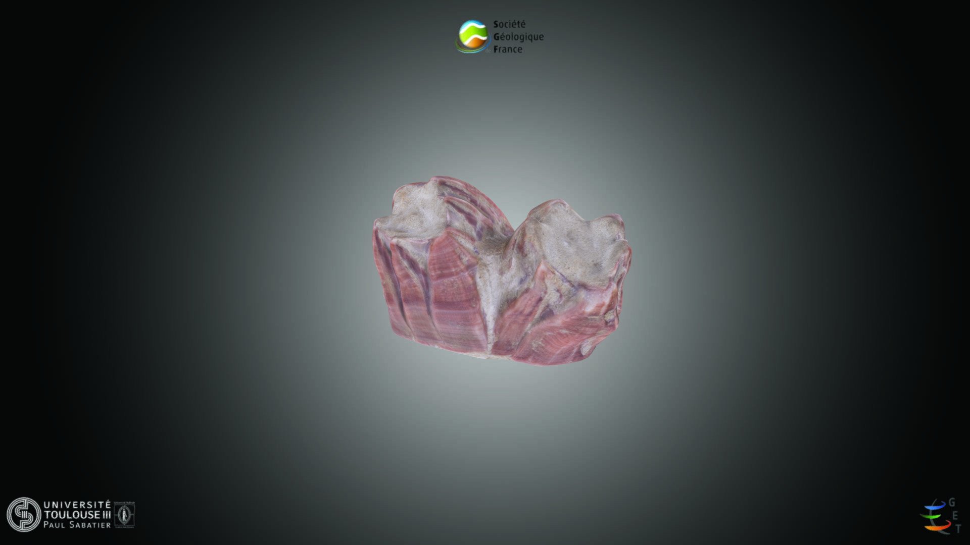 Arthropode - Balanus sp. - Download Free 3D model by Société Géologique ...