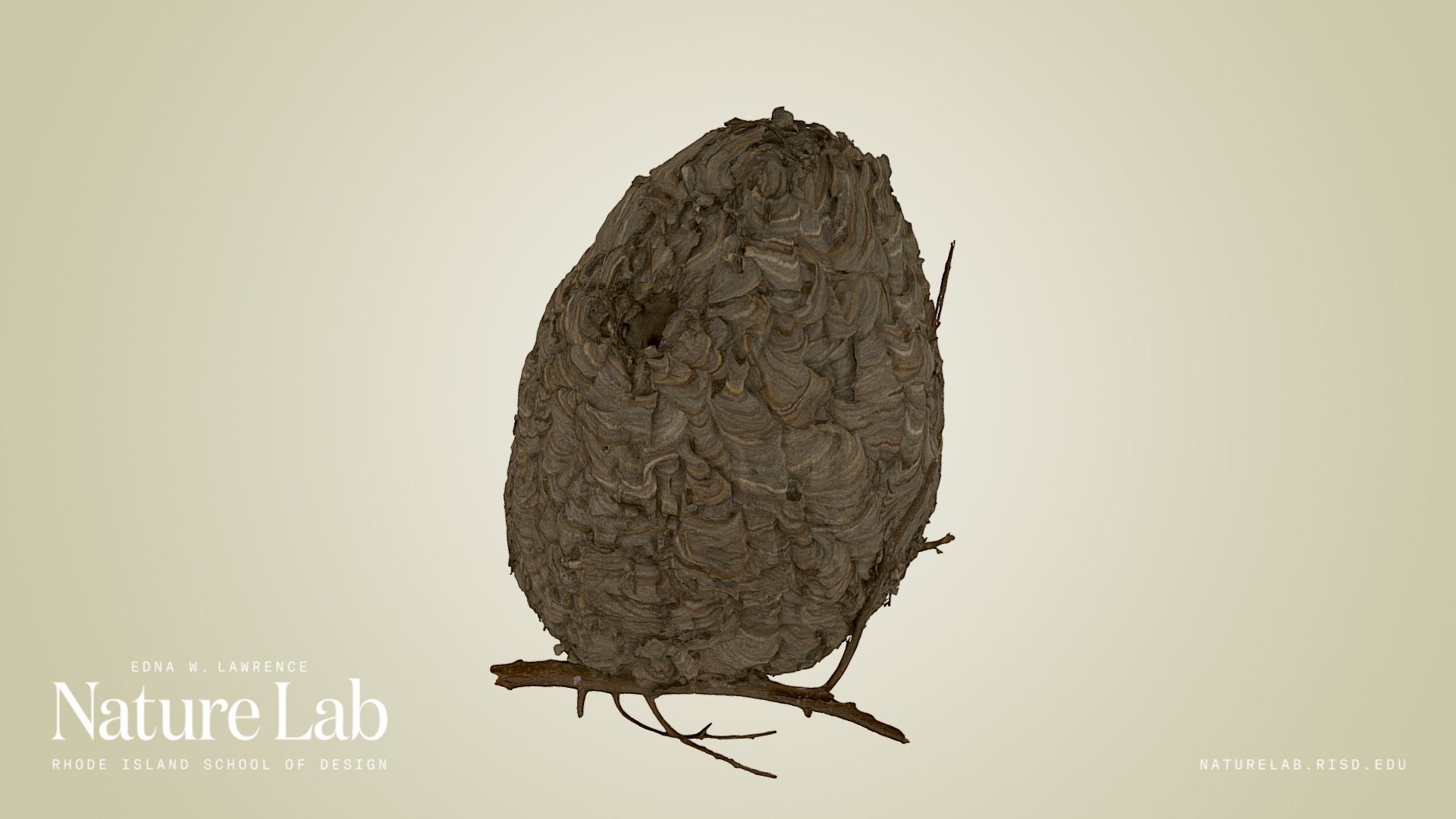 Paper Wasp Nest - Download Free 3D model by RISD Nature Lab (@RISDNaturelab) [9ea5ff0] - Sketchfab