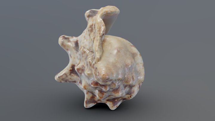 Seashell 3D models - Sketchfab