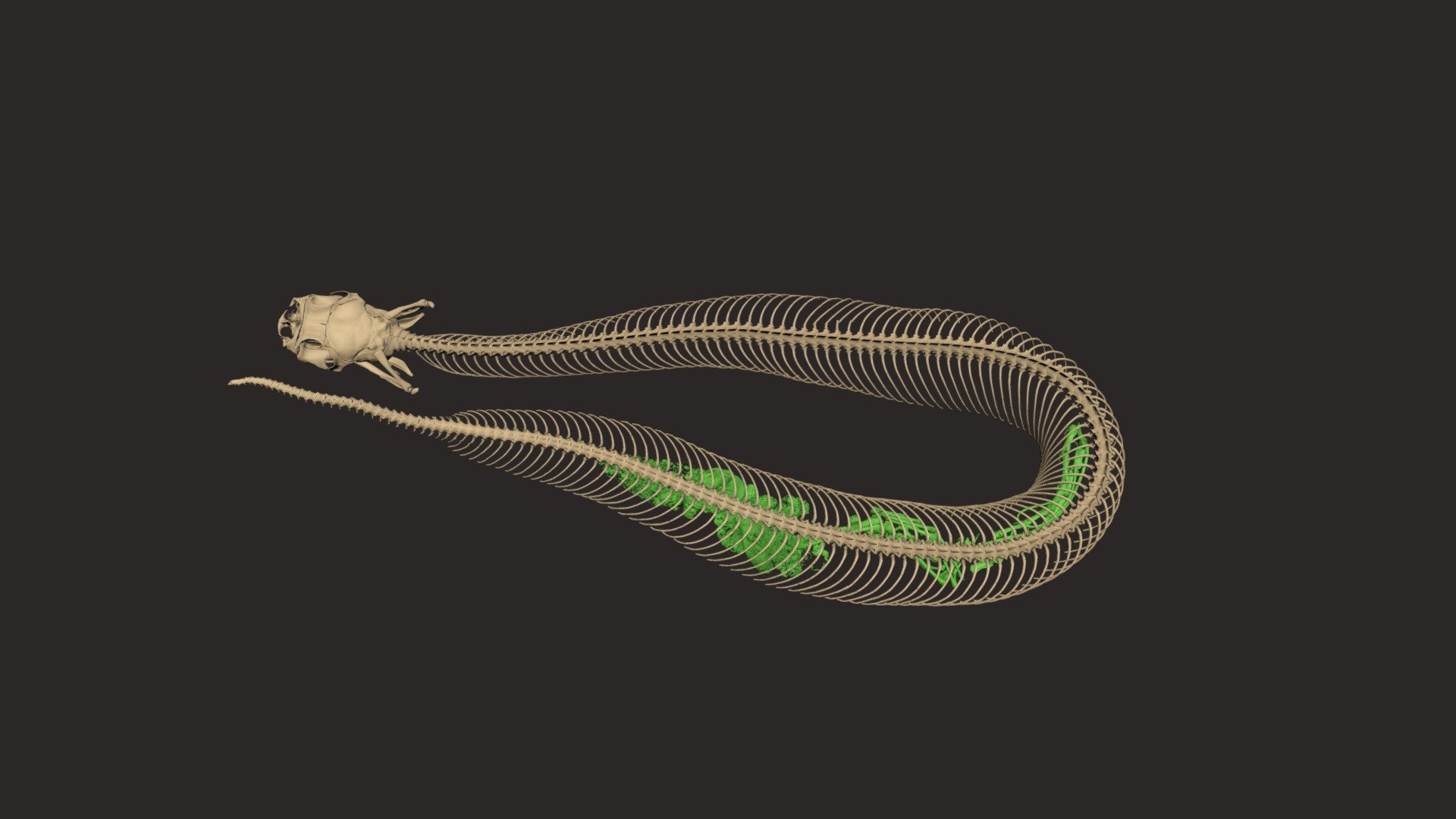 Horned Adder (and Prey) Skeleton - 3D model by Blackburn Lab (@ufherps ...