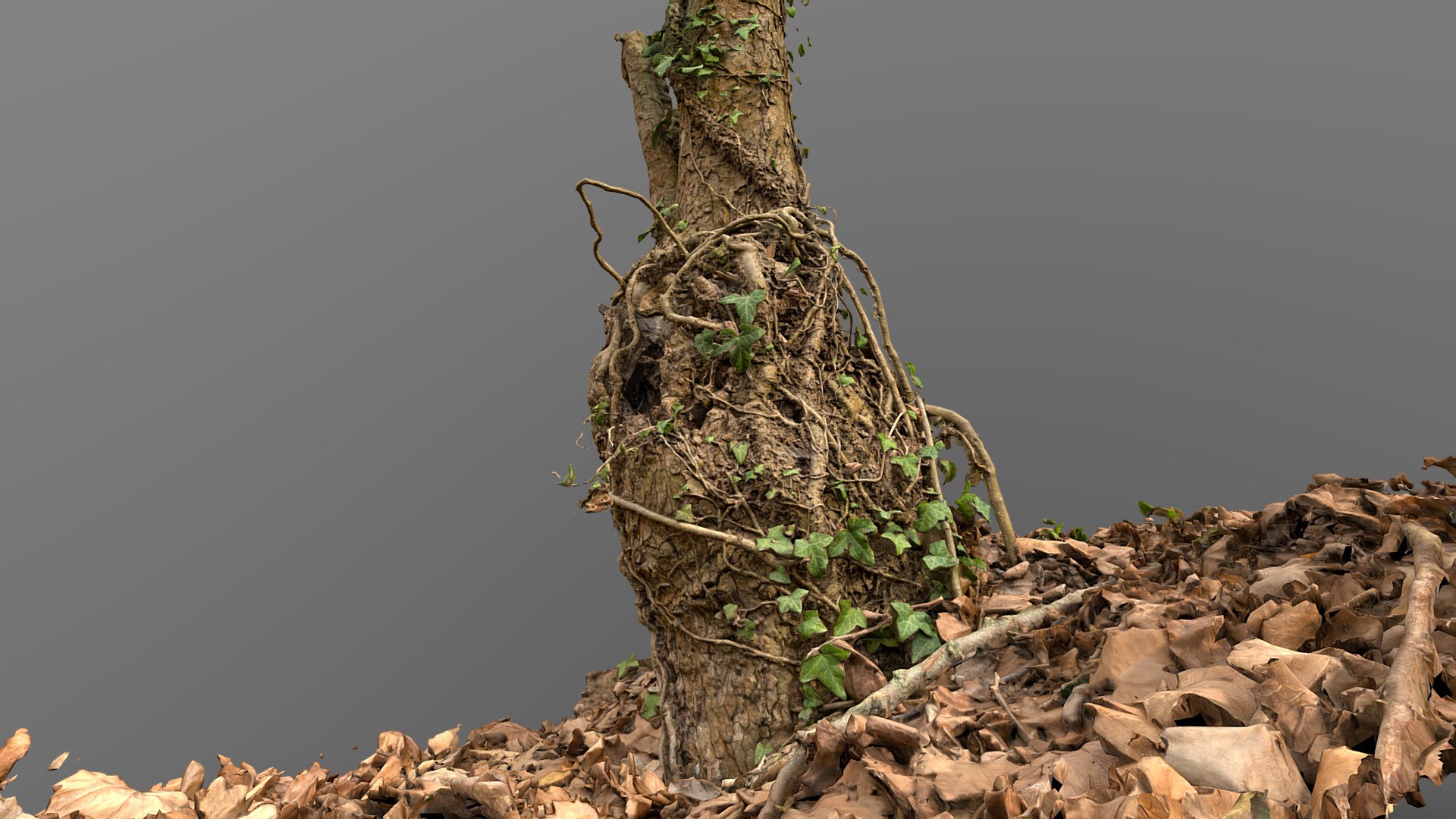 Maple tree trunk with growing ivy - HD scan - Buy Royalty Free 3D model ...