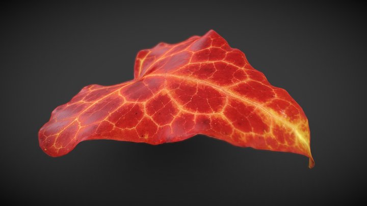 Leaf 3D models - Sketchfab