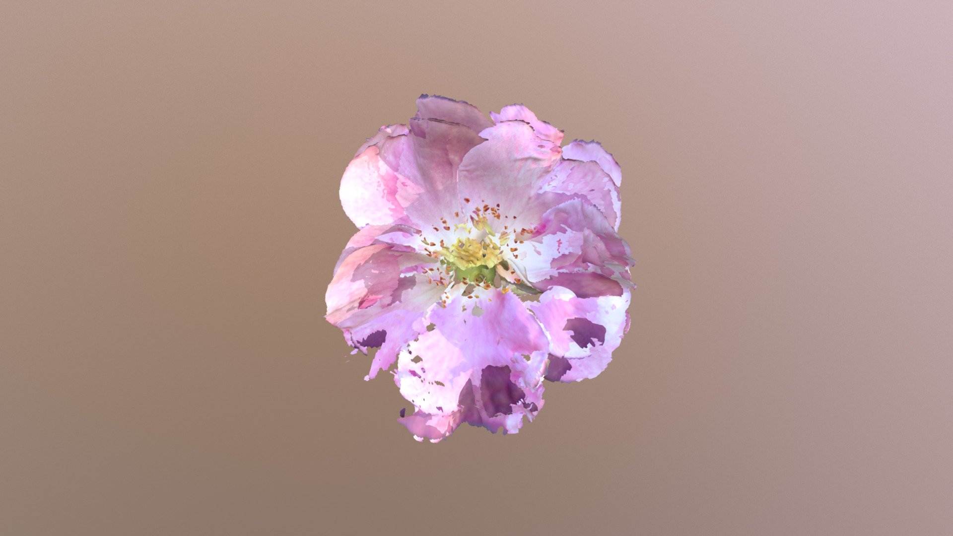 Nootka Rose June 8-2017 Family B MeshLabModel - 3D model by ...