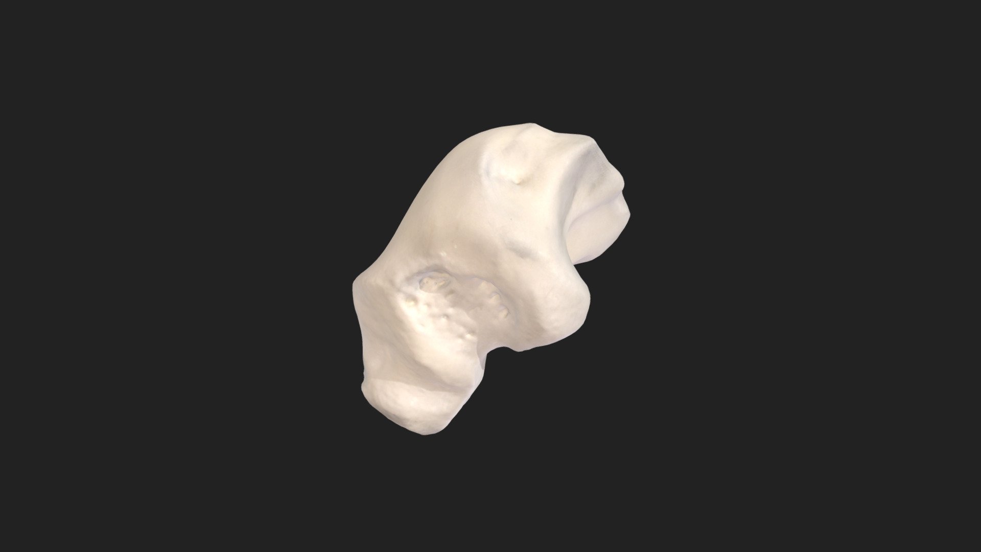 intermedioradial carpal bone cat - Download Free 3D model by ...