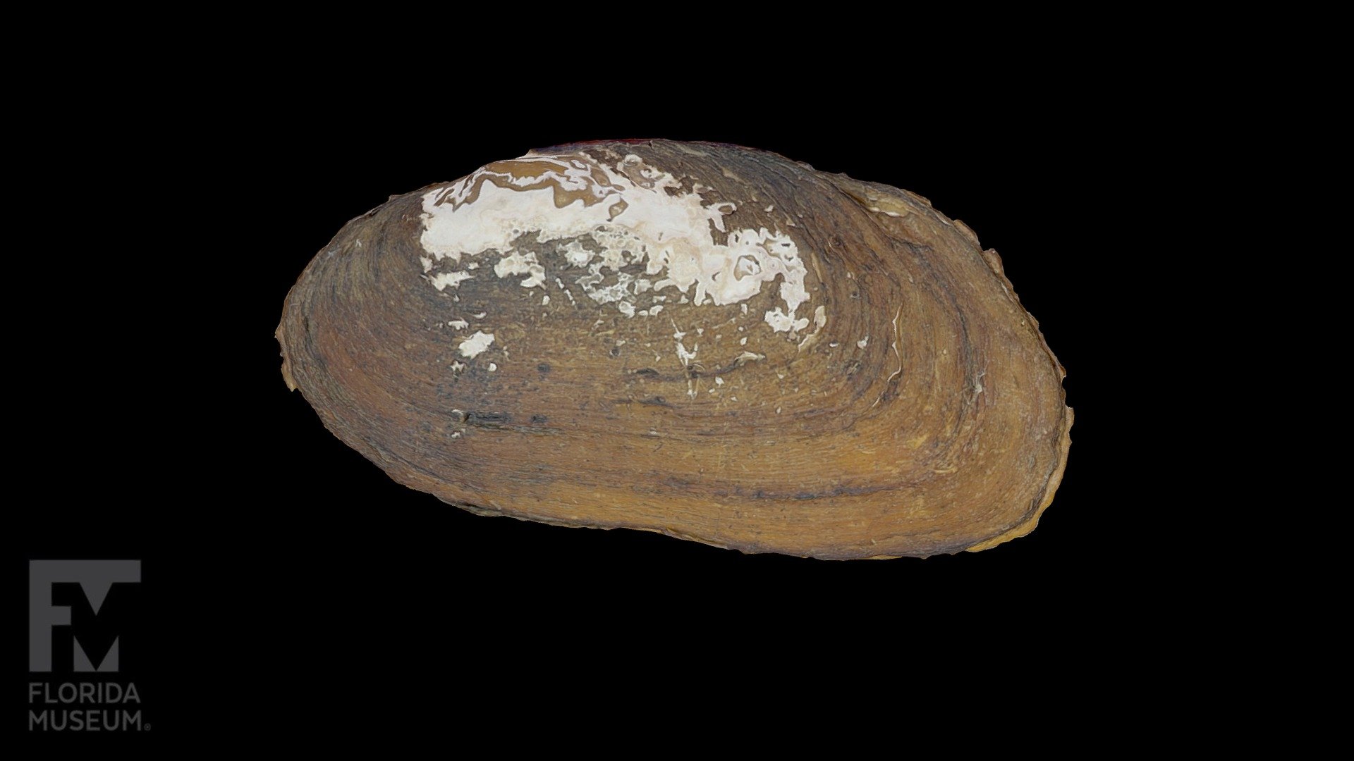 Pseudodon mouhotii - Freshwater Mussel - 3D model by FloridaMuseum ...