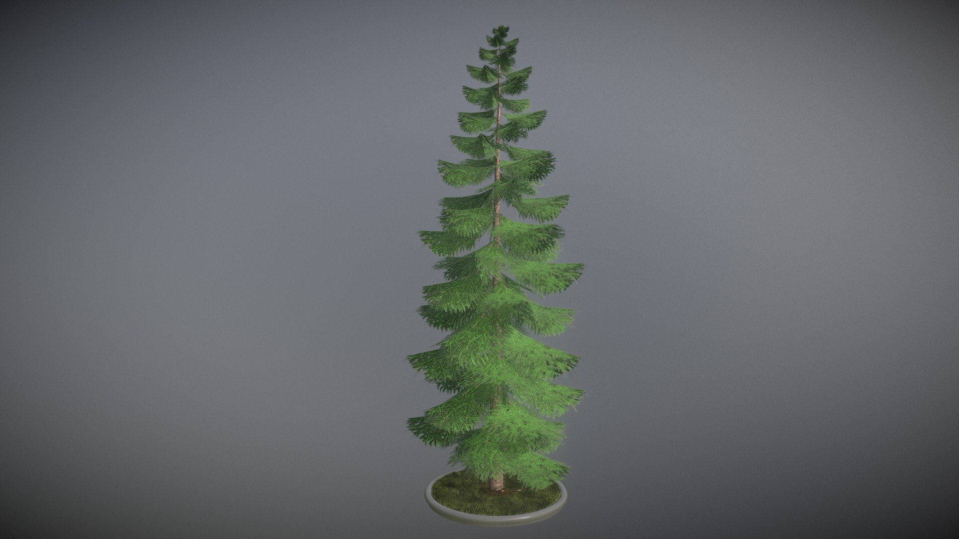 Spruce Tree - 31 Meter Version 3 - Buy Royalty Free 3D model by VIS-All ...