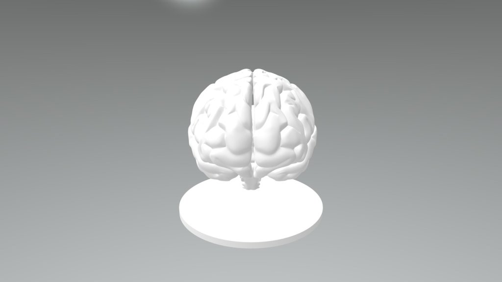 Brain_12cmx12cm - 3D model by monstermadcat [9ec65a8] - Sketchfab