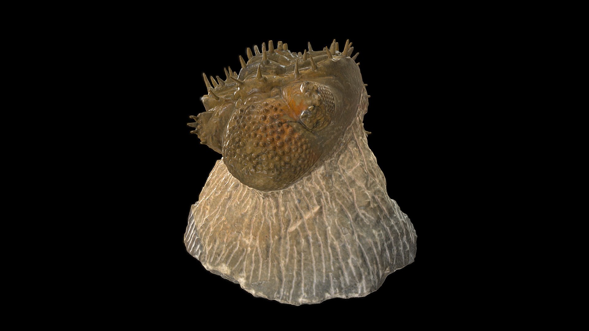 Spiky Trilobite - 3D model by Artifacts 3D (@artifacts-3d) [9ec6a4d ...