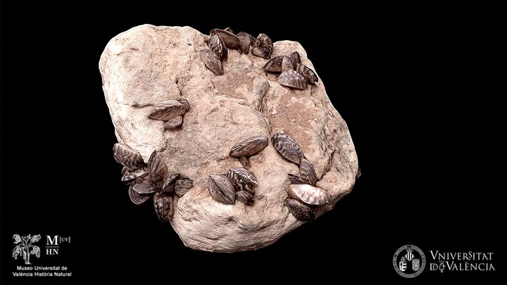 Polymorpha 3D models - Sketchfab