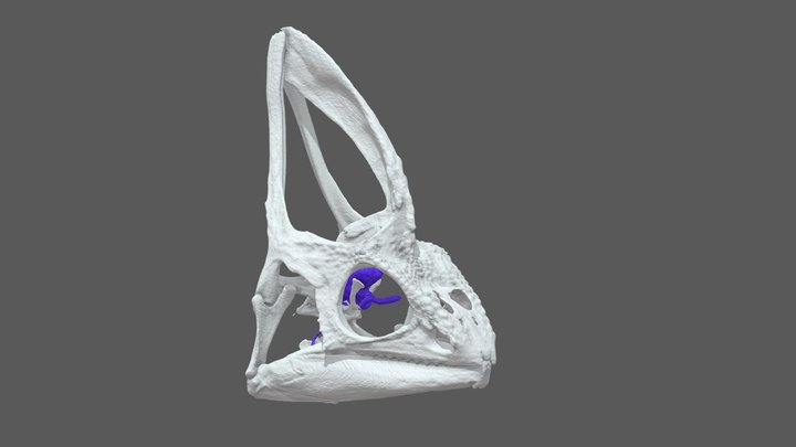 Biology 3D models - Sketchfab