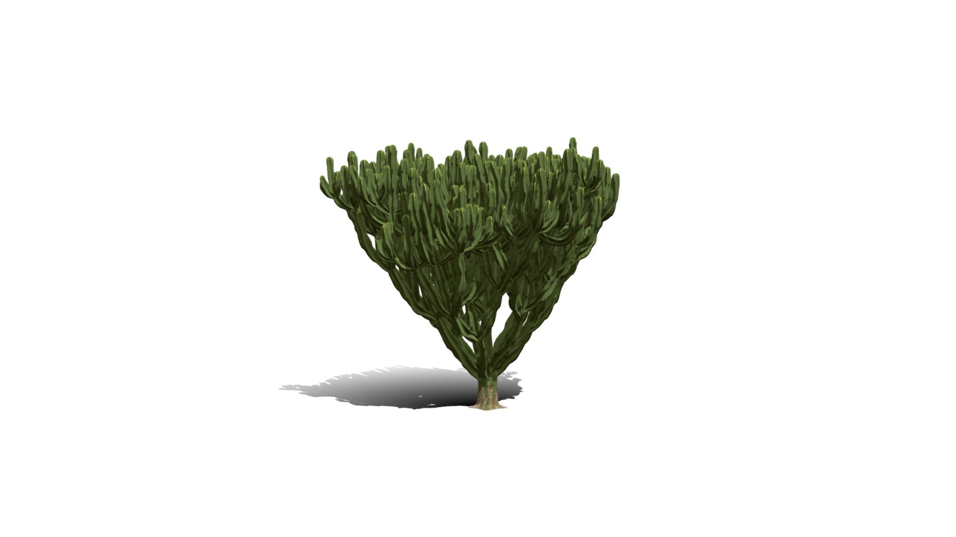 Realistic HD Candelabra tree (20/40) - Download Free 3D model by ...