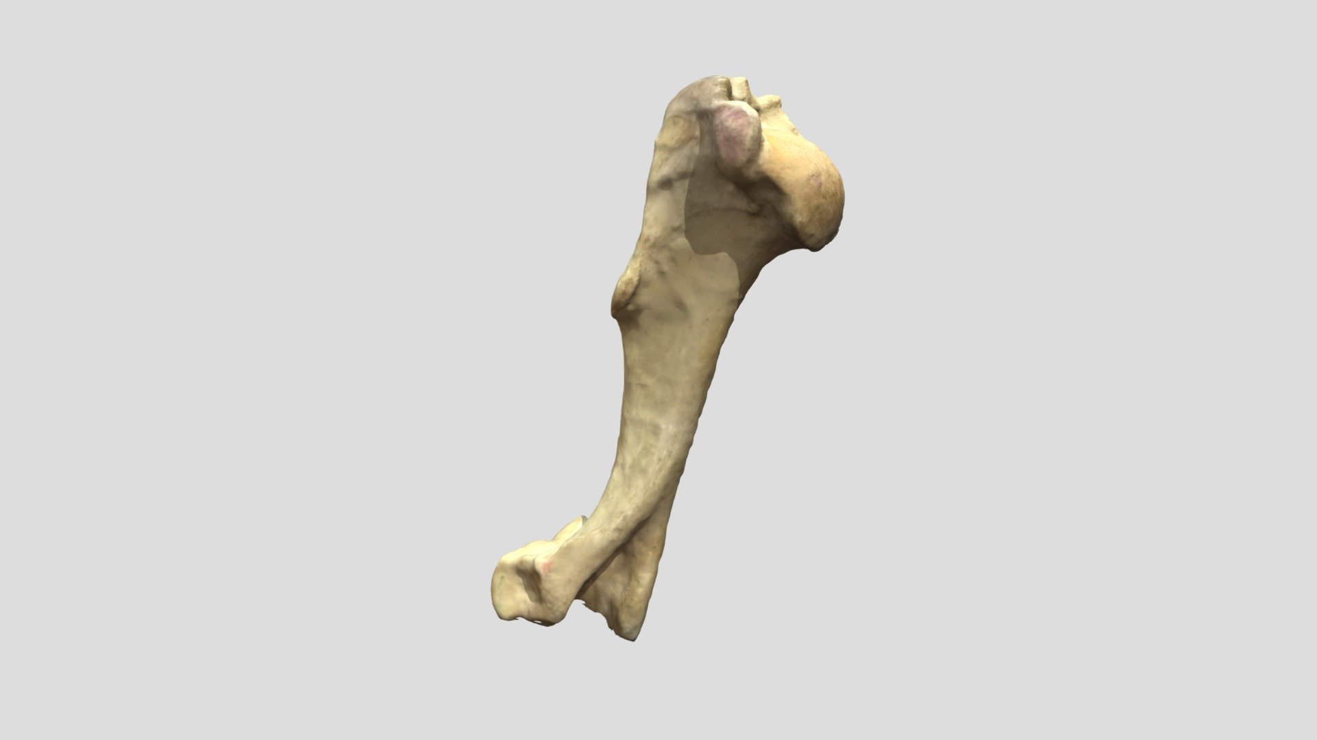 Húmero Equino - 3D model by iTzCamRR [9ecfd01] - Sketchfab