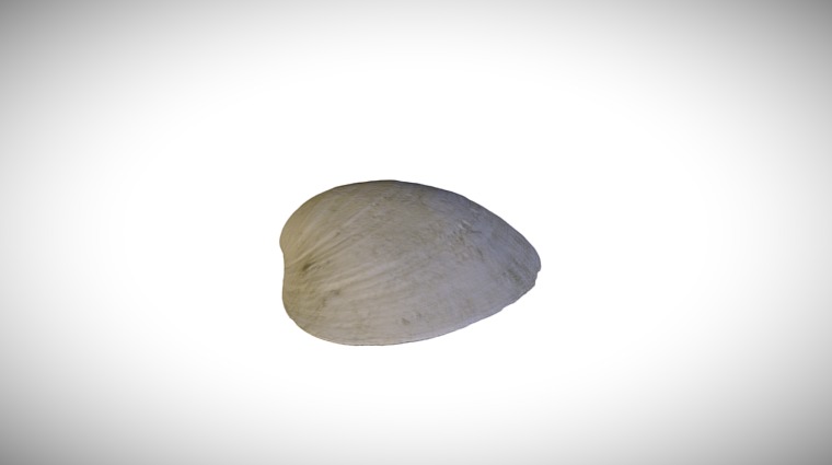 Mactromeris catilliformis / CASIZ 107421 - 3D model by California ...
