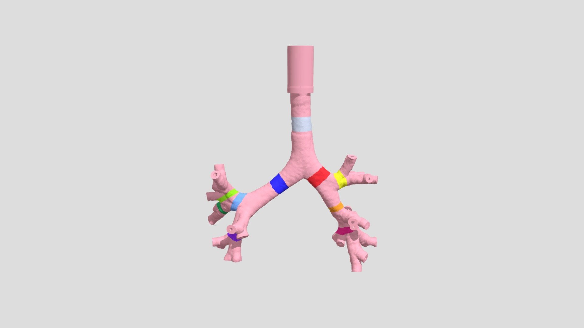 Bronchoscopy Coloured Model - 3D model by 3D Heart Project ...