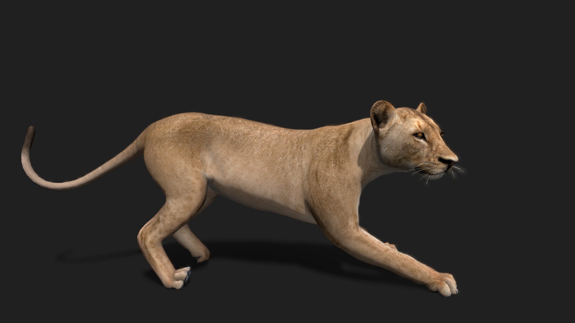 Lioness (Demo Free Download) - Download Free 3D model by WildMesh 3D ...
