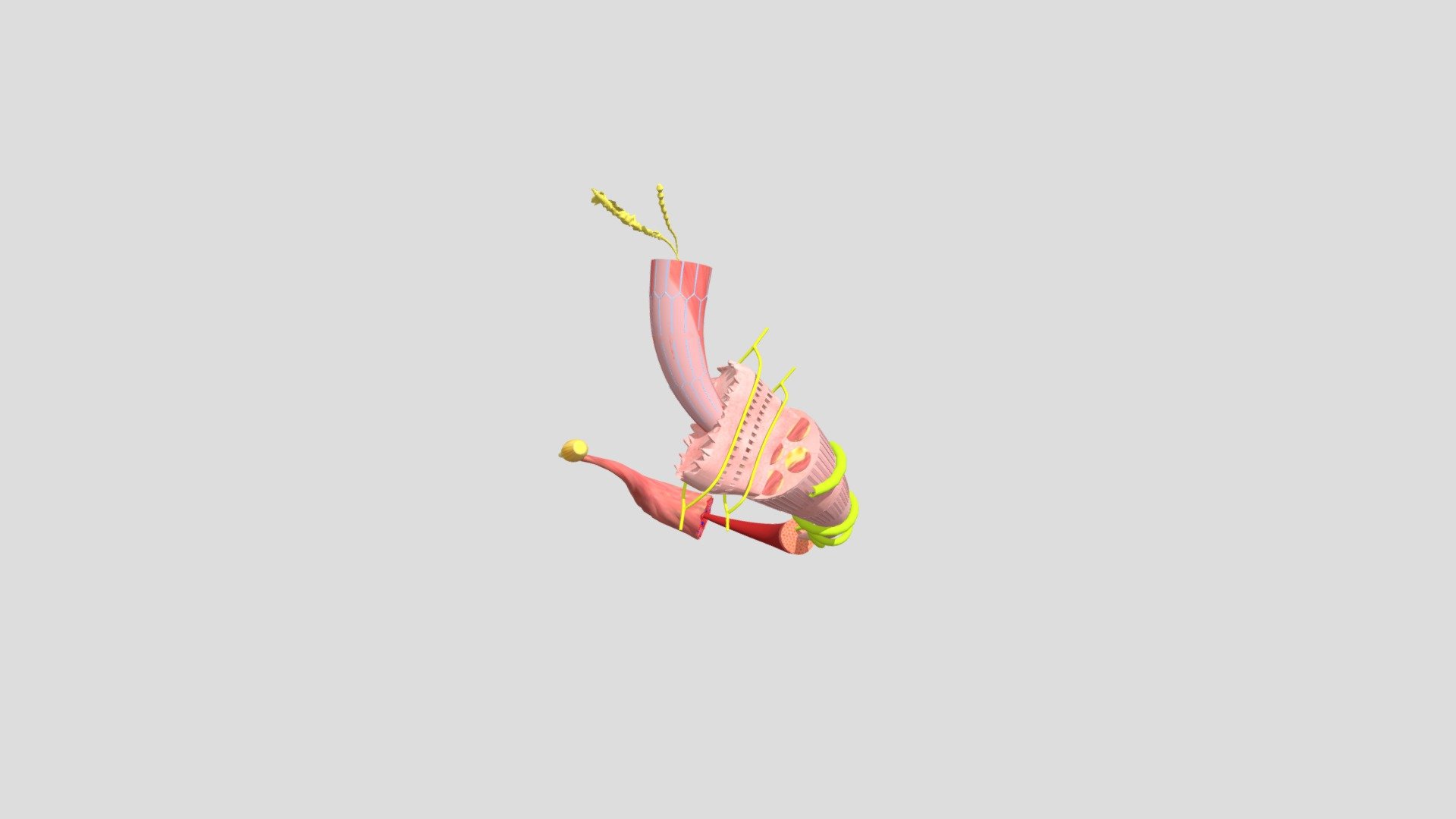 Human muscle tissue anatomy. - 3D model by paihub [9ee93a7] - Sketchfab