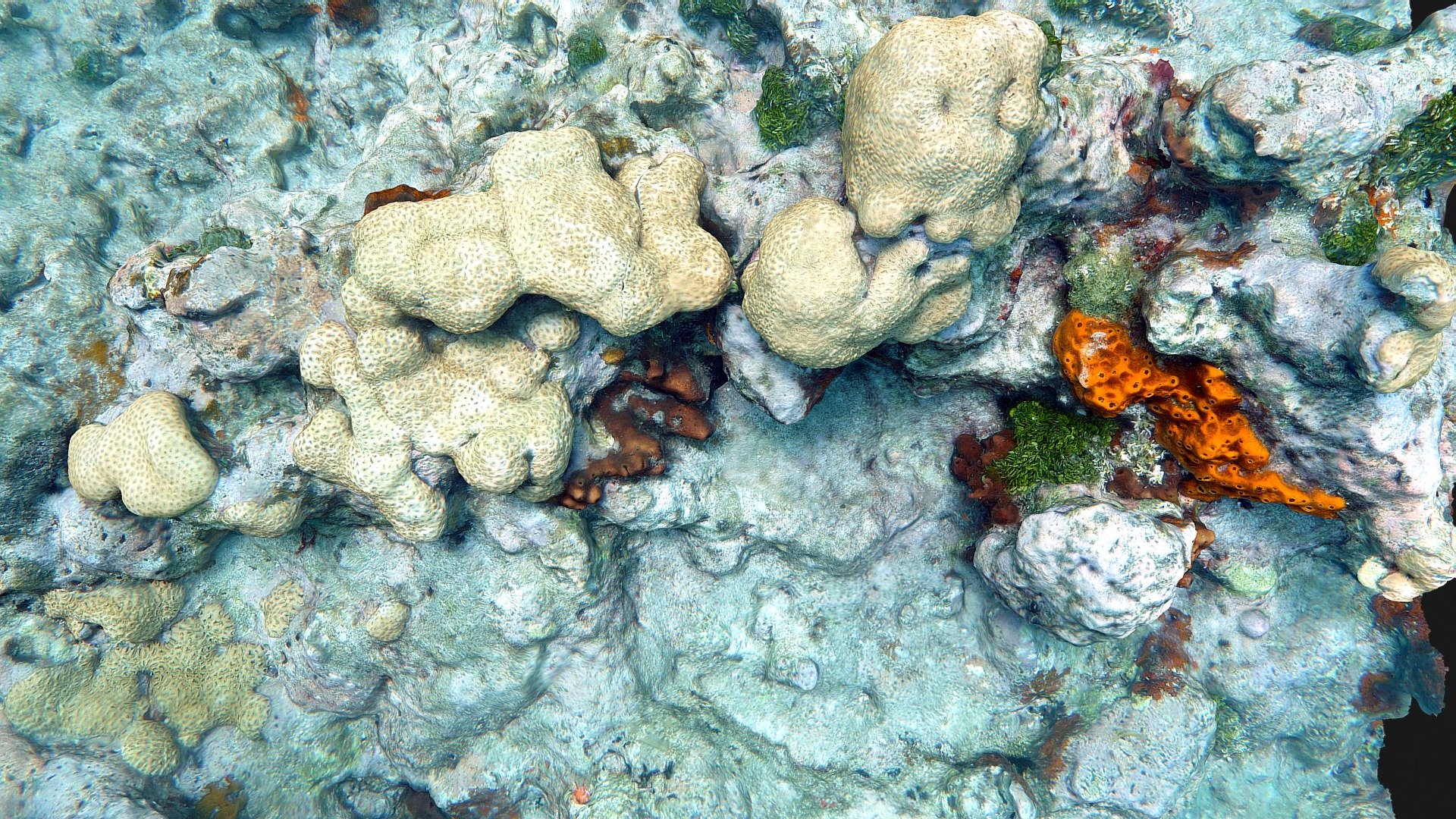 Coral Patch at 9-Foot Stake Reef, Key West, FL - Download Free 3D model ...