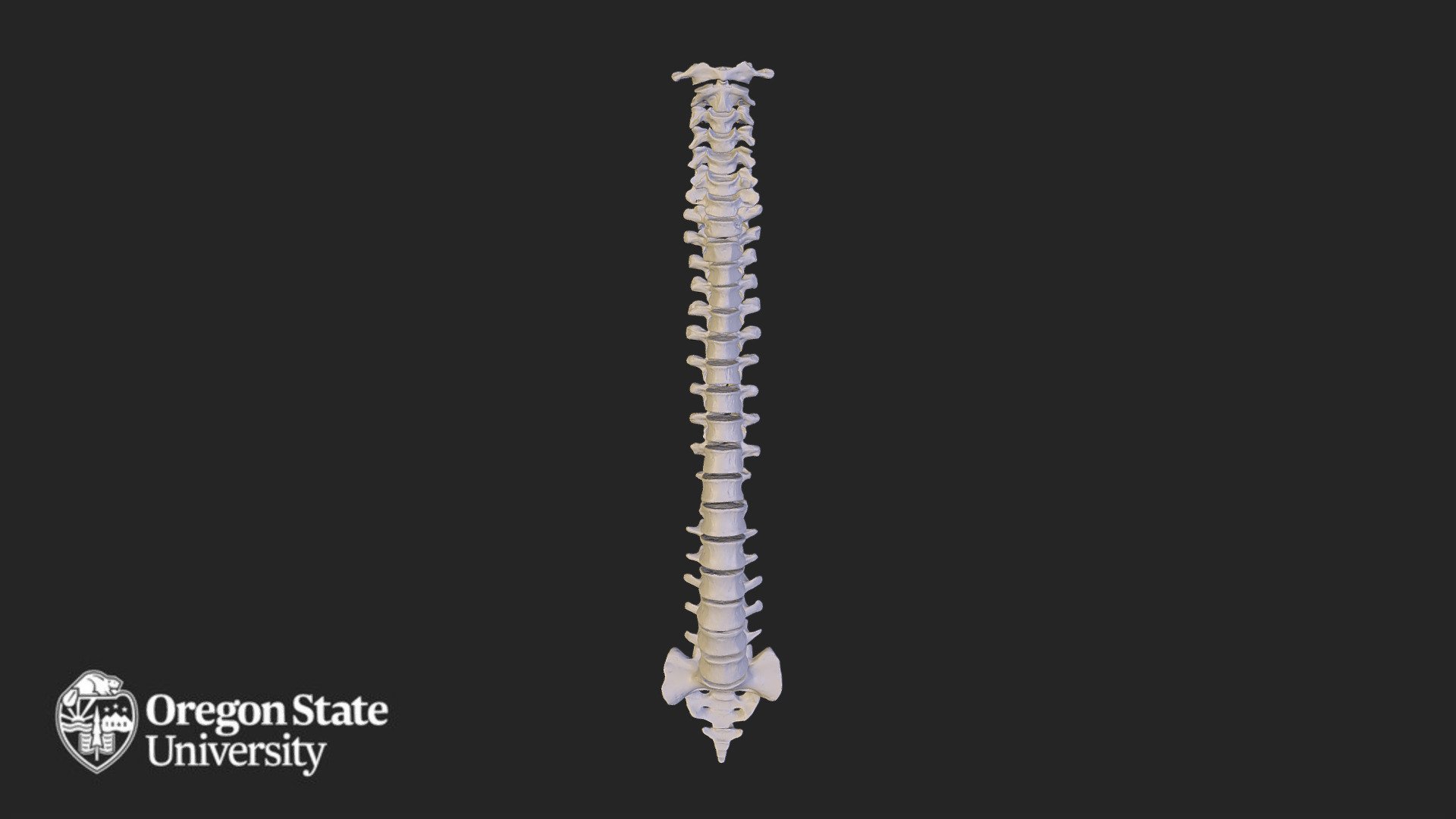 Vertebral Column - Download Free 3D model by Oregon State University ...