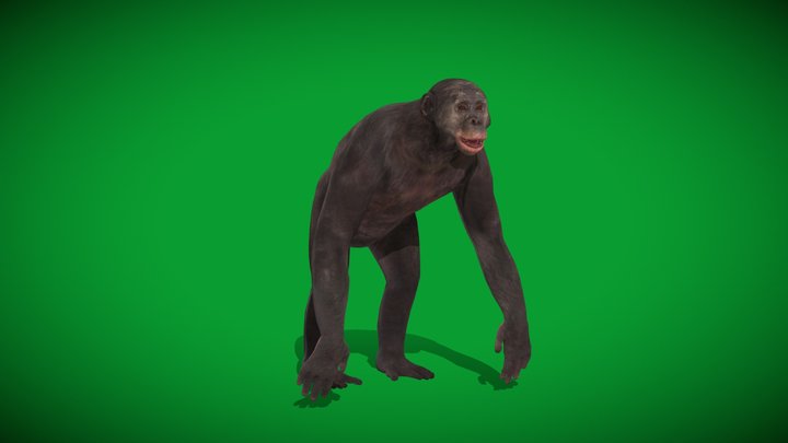 Ape 3D models - Sketchfab