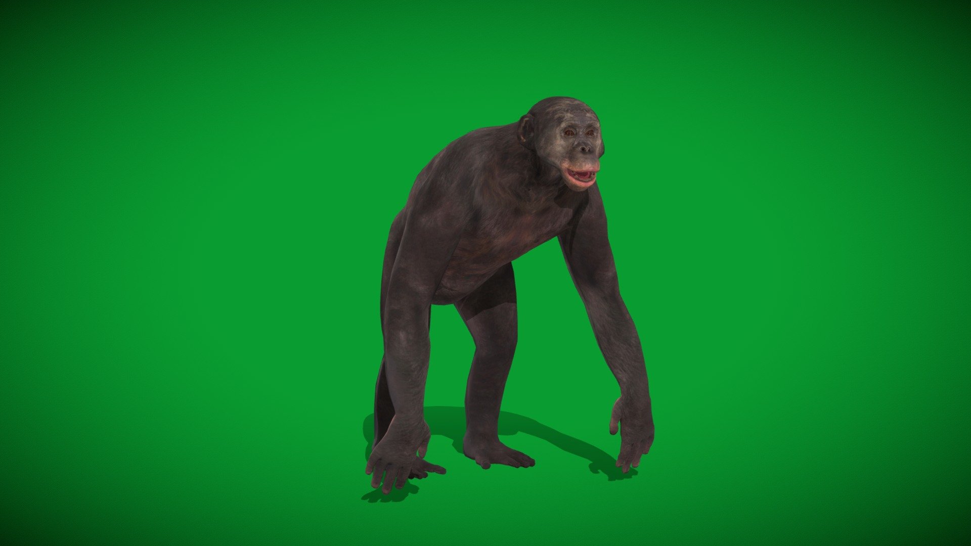Bonobos Ape Primate - 3D model by Nyilonelycompany [9ef04ef] - Sketchfab