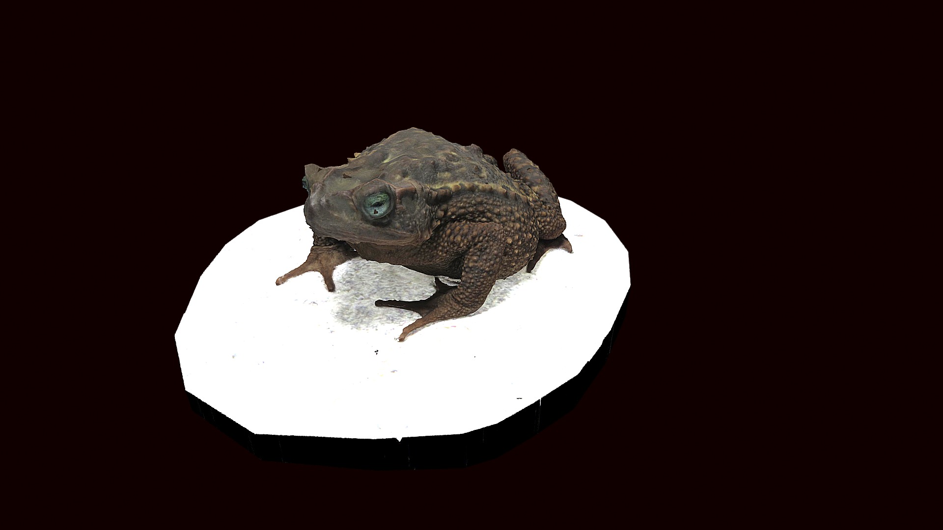 Model 22 - Evergreen Toad - Download Free 3D model by DigitalLife3D ...