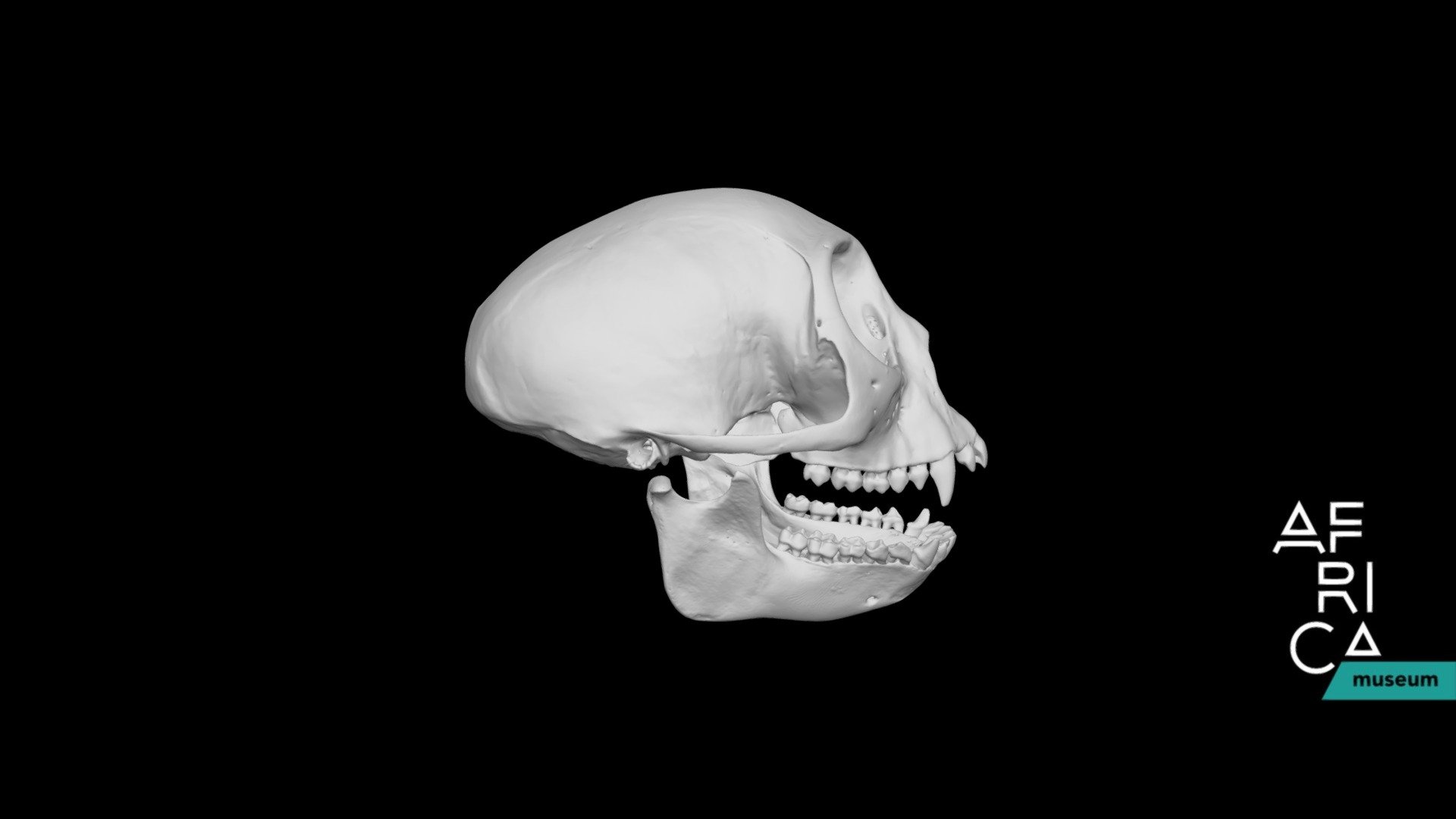 3505 Cercopithecus ascanius - 3D model by Royal Museum for Central ...