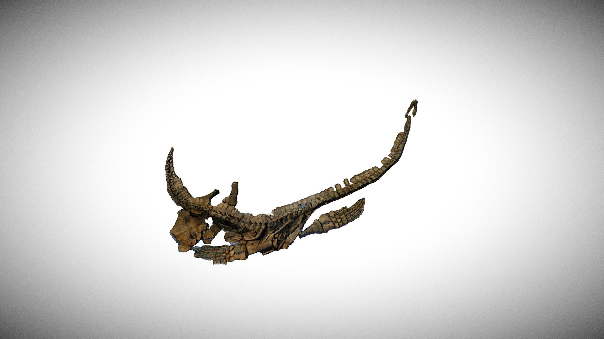 Microcleidus - Download Free 3D model by nille [9efc20d] - Sketchfab