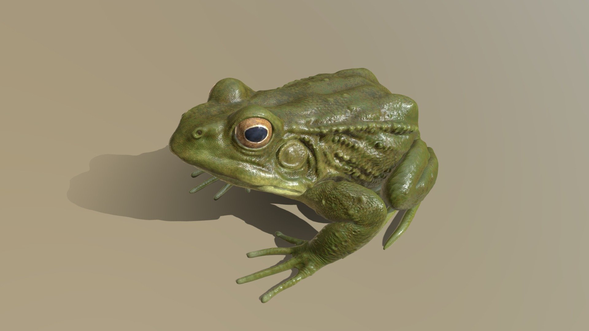 Frog - 3D model by MaksymZaikin [9efeb83] - Sketchfab