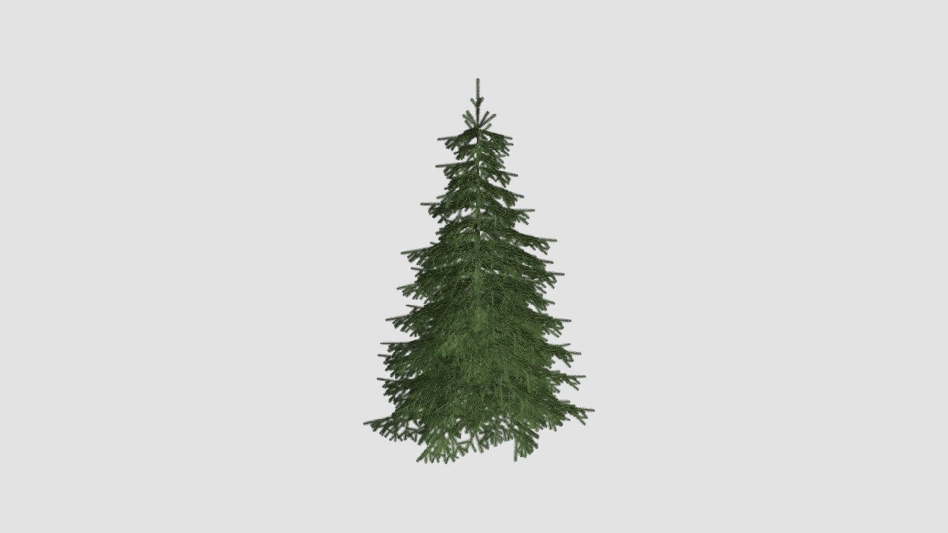 Picea Plant - Buy Royalty Free 3D model by Evermotion [9f02688 ...