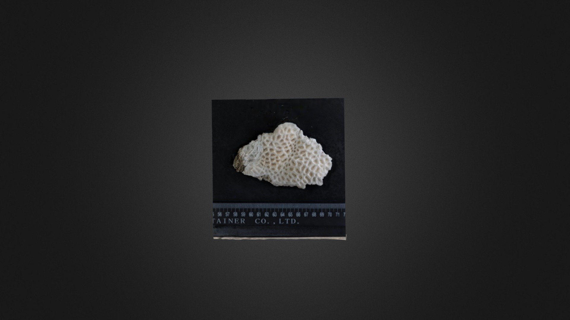 Encrusting coral specimen - 3D model by iontu_meng_hsin_wu (@iontumeng ...