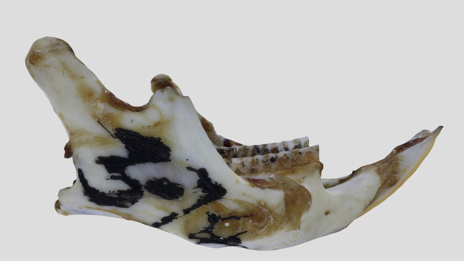 UWYMV:Mamm:3916, Lemmiscus curtatus, Mandible - Download Free 3D model ...