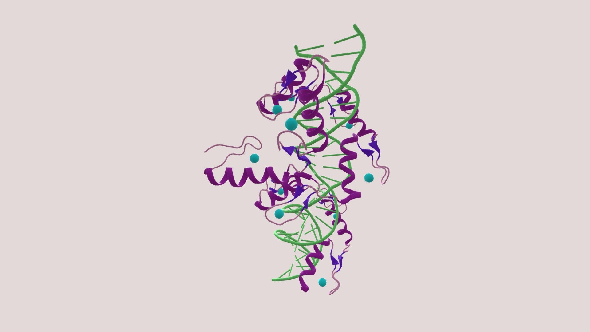 ZFP568 in Complex with its DNA Binding Site - 3D model by siti8217 ...