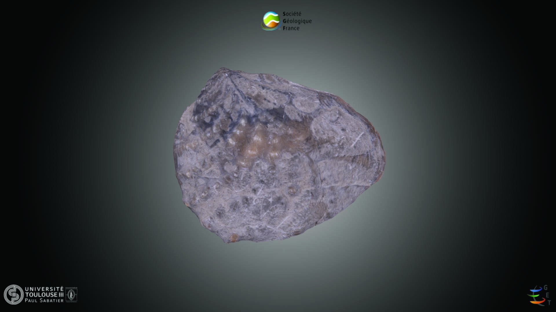 Bivalve - Trigonia sp. - Download Free 3D model by Société Géologique ...