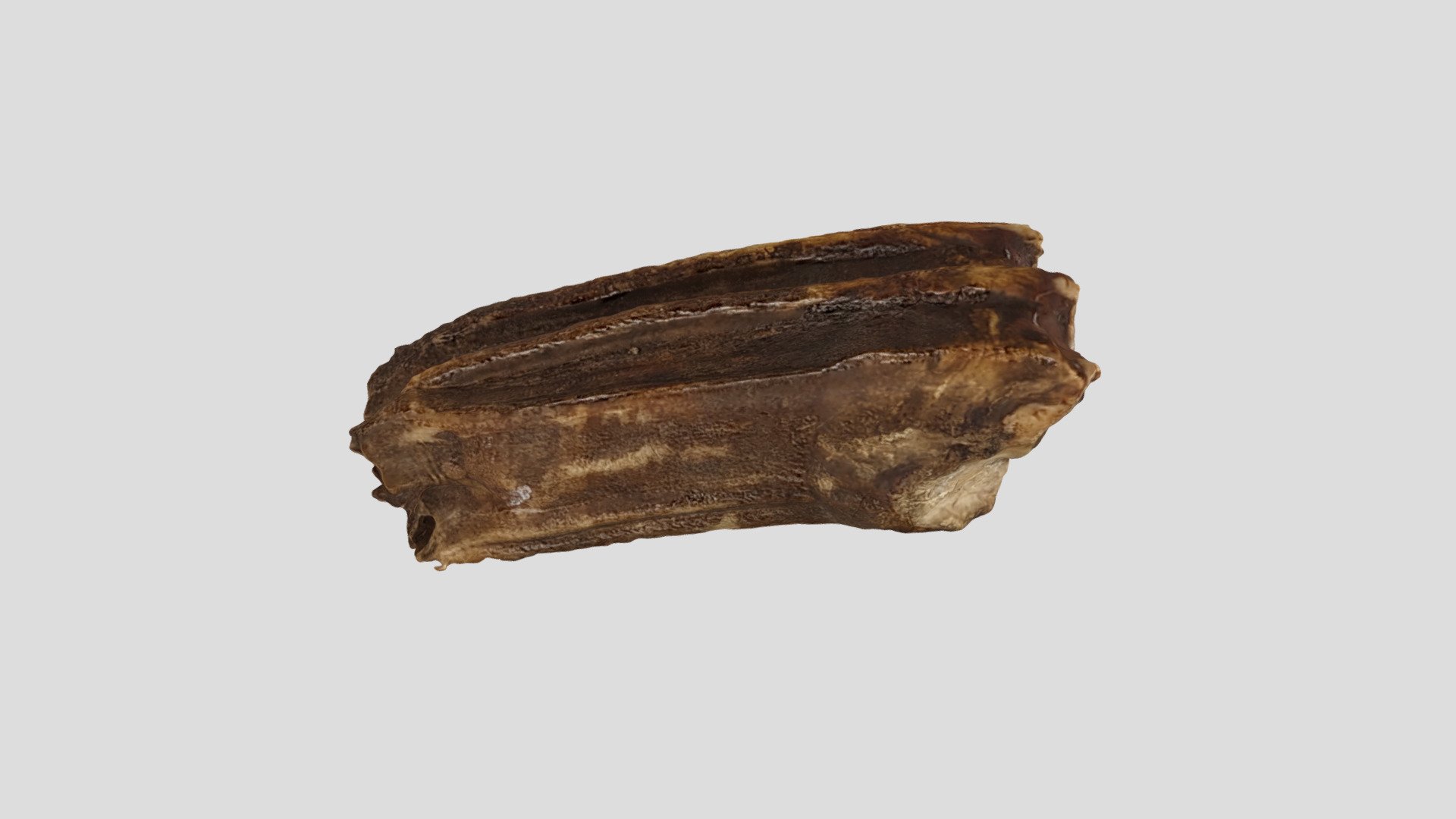 Prehistoric Horse Tooth - 3D model by Jangojips [9f0ff3d] - Sketchfab
