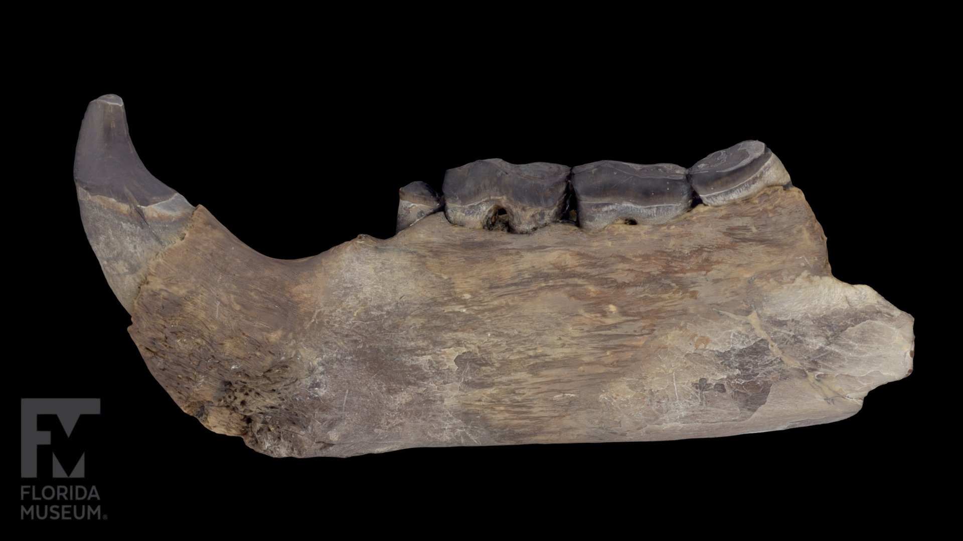 Fossil Short-face bear jaw (mandible) - 3D model by FloridaMuseum ...