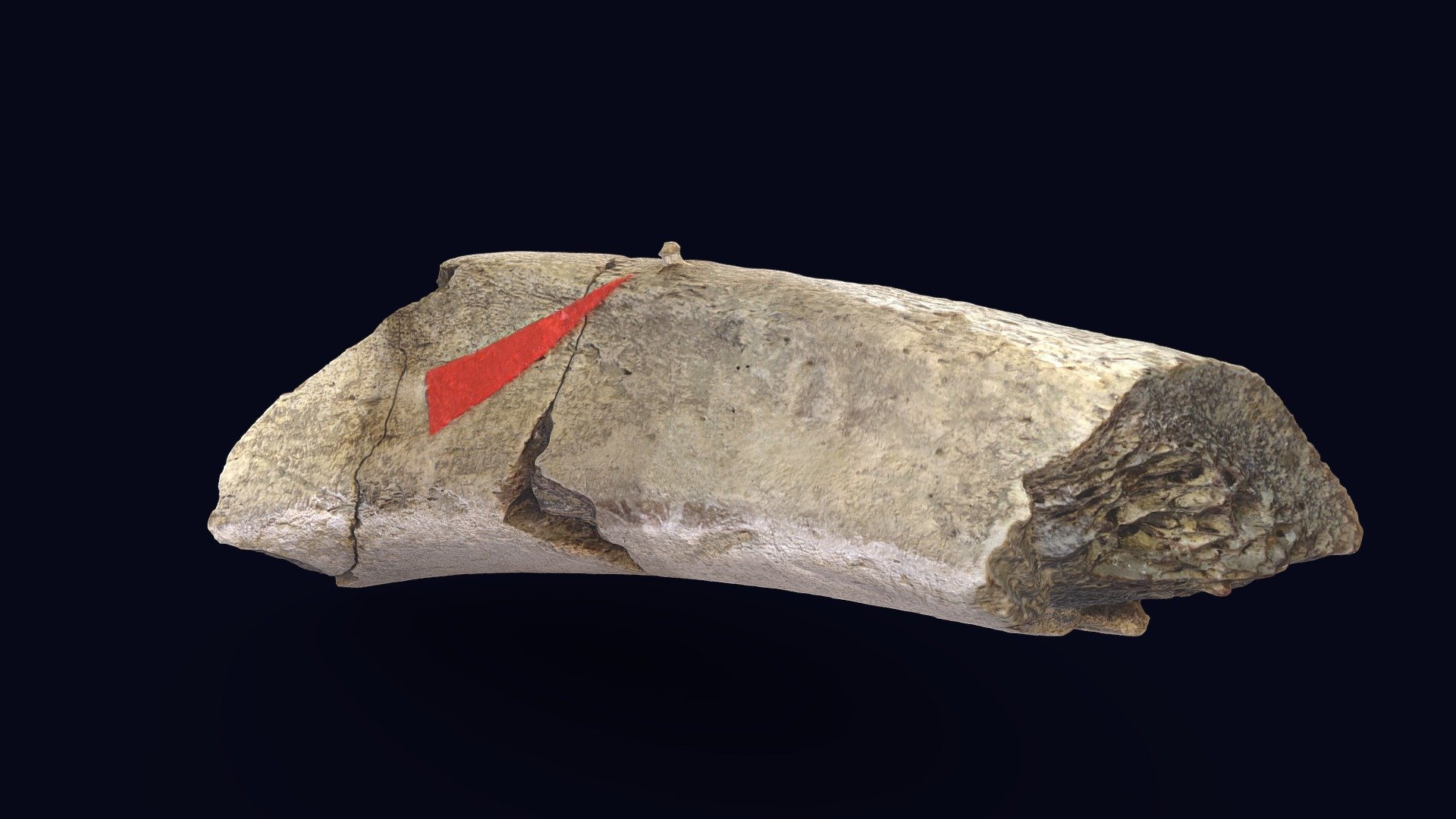 Fossil baleen whale rib with Shark tooth - 3D model by Riccardo ...