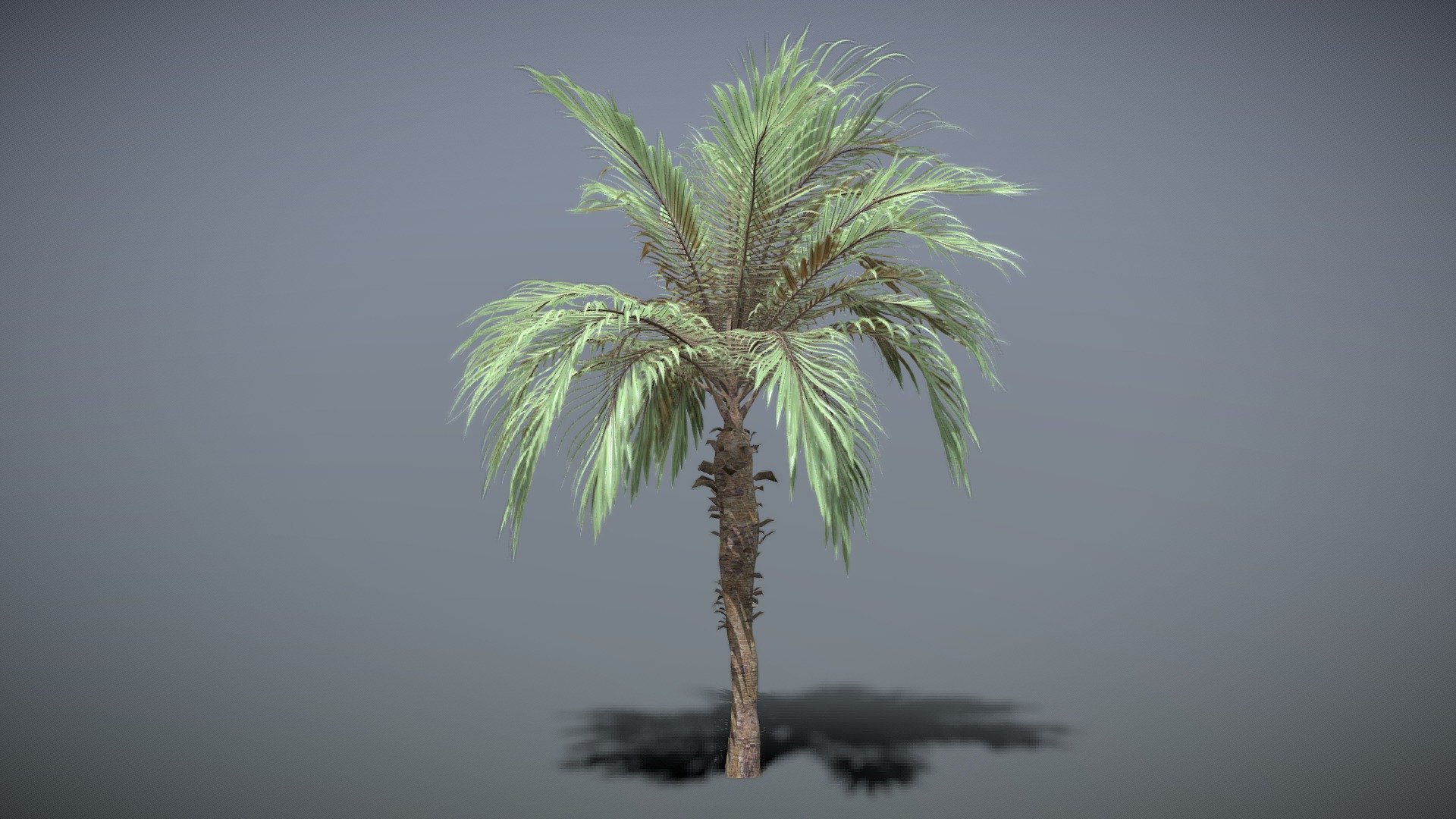 _Palm Tree_002F - 3D model by Sergo_CRAFTSMAN [9f194d8] - Sketchfab