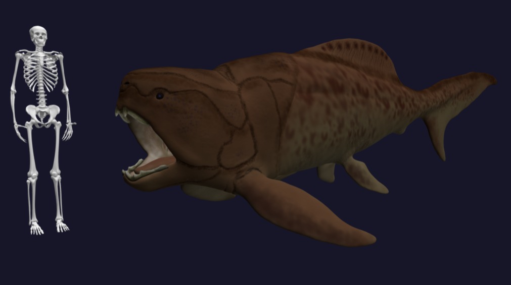 Dunkleosteus terrelli - Download Free 3D model by Idaho Virtualization ...