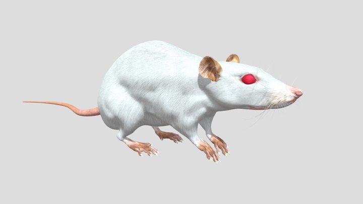 Veterinary 3D models - Sketchfab