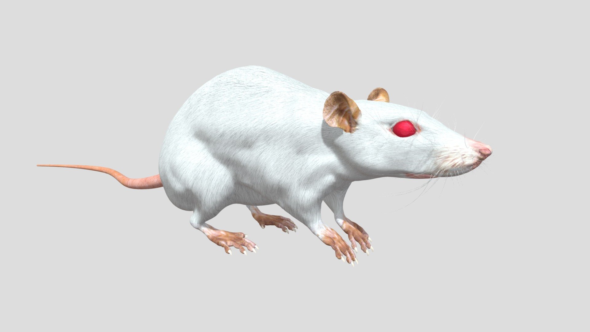 Lab Rat - Download Free 3D model by victorberdugo1 [9f1e720] - Sketchfab
