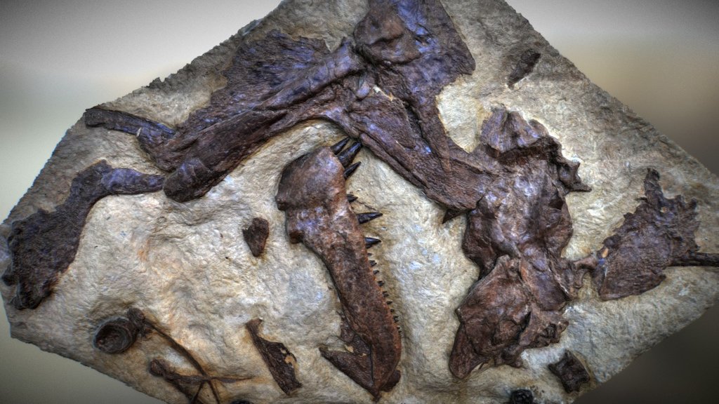 Xiphactinus Audax Fossil Skull - Download Free 3D model by Gaming ...