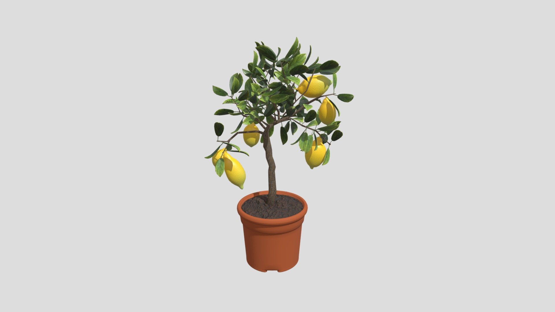 Lemon Tree Plant Citrus Lemon 3D Model - Buy Royalty Free 3D model by ...